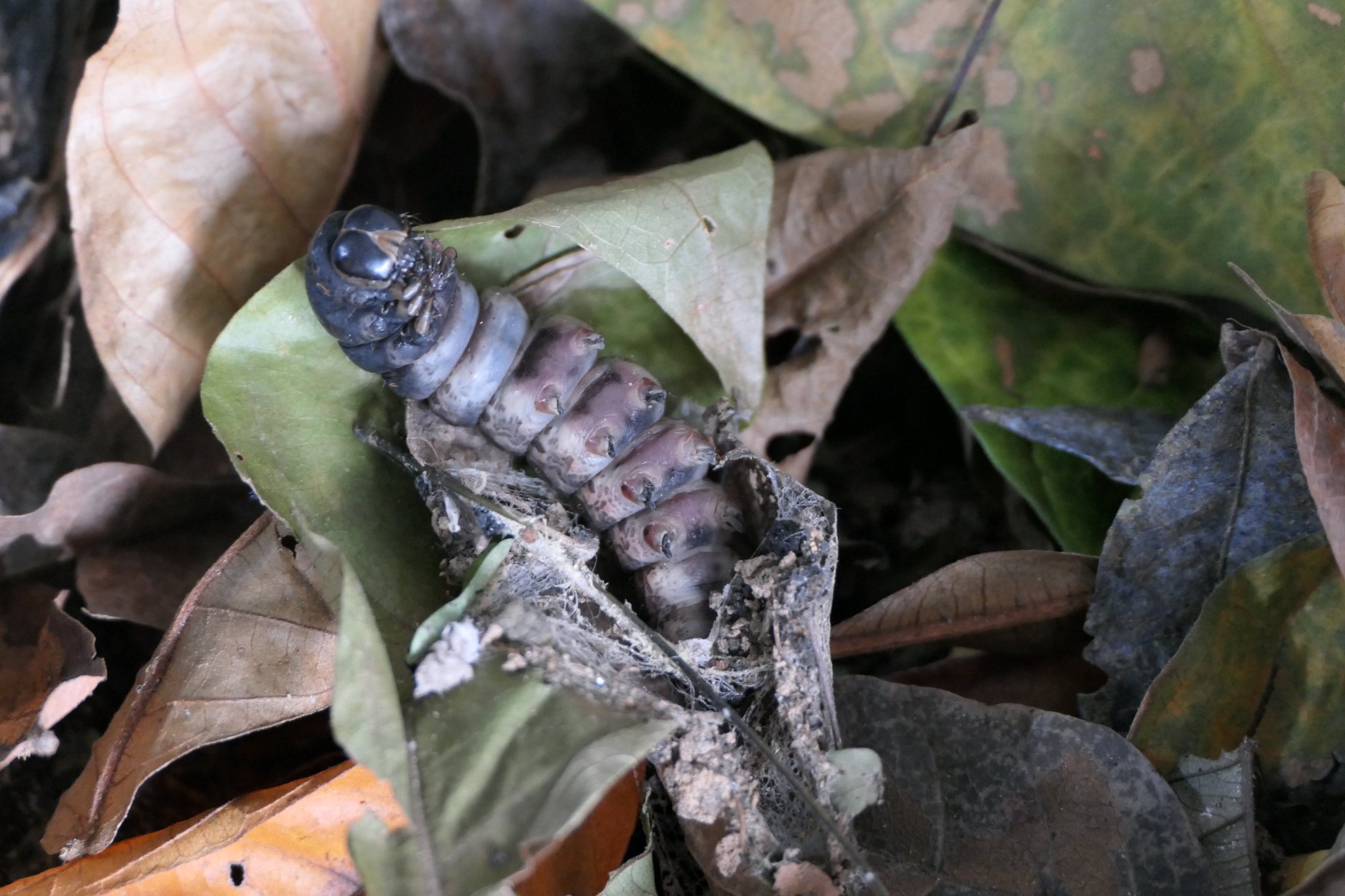 Ascalapha odorata — “Black witch moth” — “Mariposa bruxa” | Welcome ...