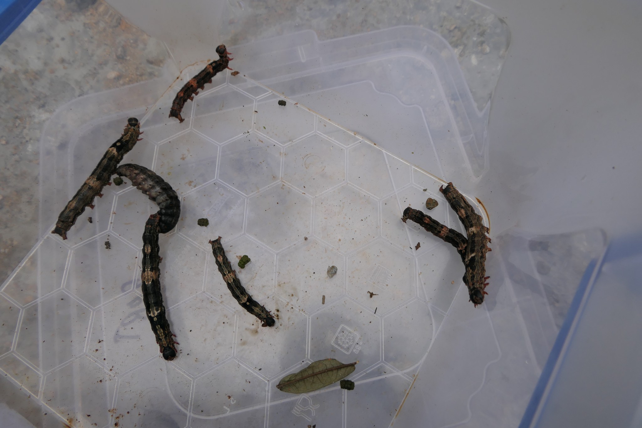 Ascalapha odorata — “Black witch moth” — “Mariposa bruxa” | Welcome ...