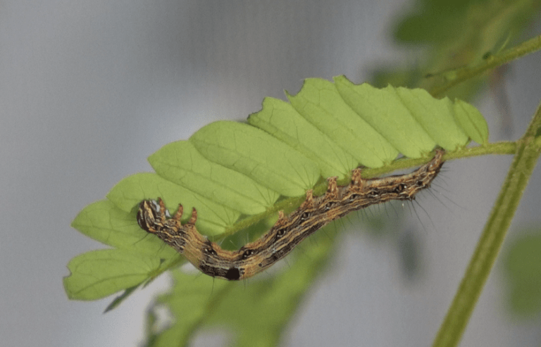 Ascalapha odorata — “Black witch moth” — “Mariposa bruxa” | Welcome ...