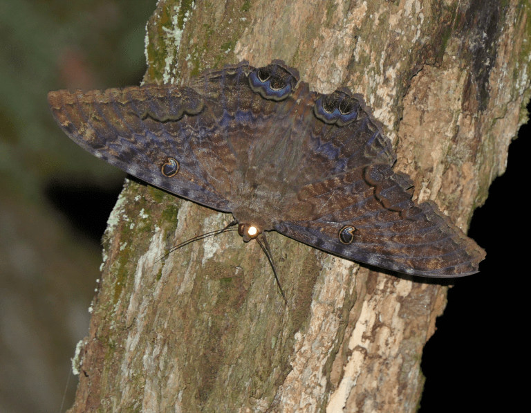 Ascalapha odorata — “Black witch moth” — “Mariposa bruxa” | Welcome ...
