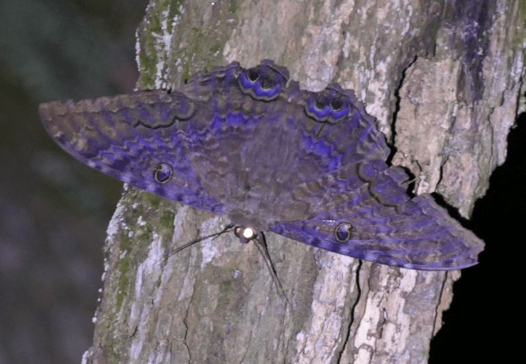 Ascalapha odorata — “Black witch moth” — “Mariposa bruxa” | Welcome ...