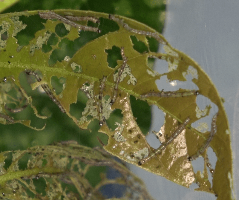 Ascalapha odorata — “Black witch moth” — “Mariposa bruxa” | Welcome ...