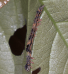 Ascalapha odorata — “Black witch moth” — “Mariposa bruxa” | Welcome ...