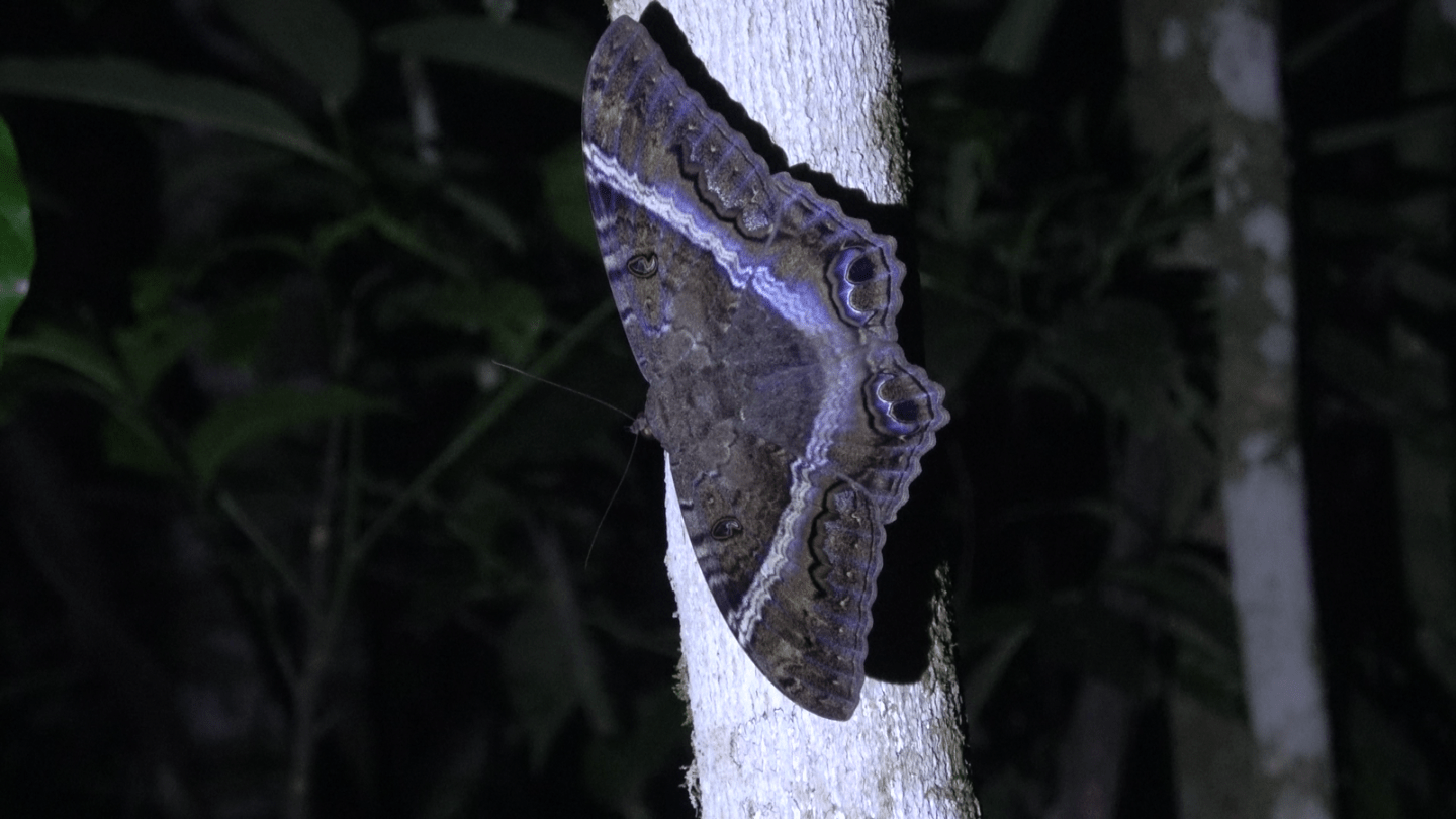 Ascalapha odorata — “Black witch moth” — “Mariposa bruxa” | Welcome ...