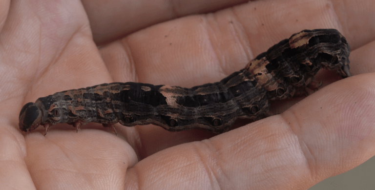 Ascalapha odorata — “Black witch moth” — “Mariposa bruxa” | Welcome ...