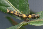 Ascalapha odorata — “Black witch moth” — “Mariposa bruxa” | Welcome ...