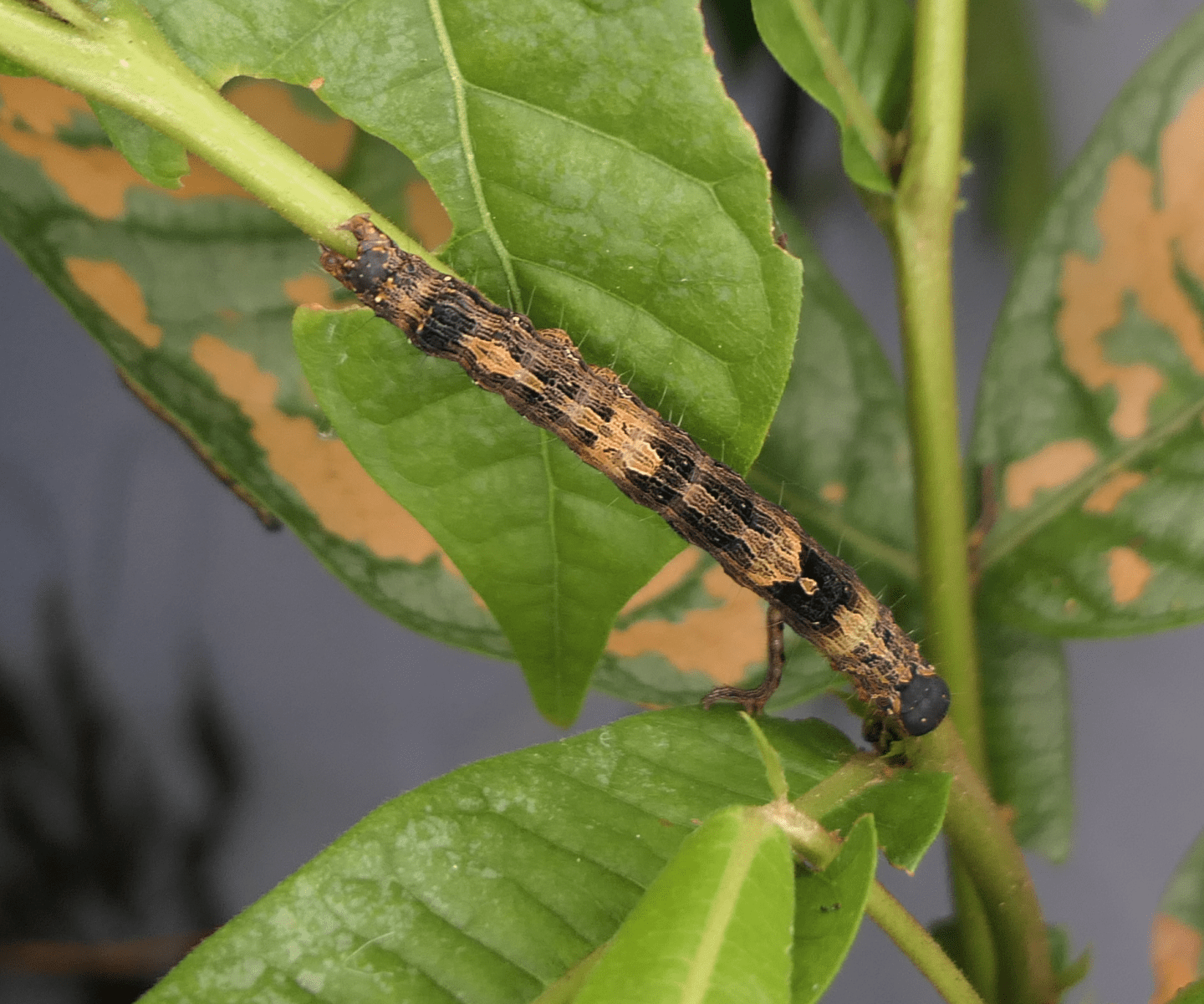 Ascalapha odorata — “Black witch moth” — “Mariposa bruxa” | Welcome ...