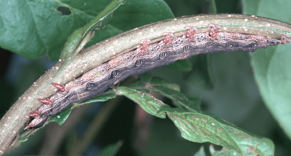 Ascalapha odorata — “Black witch moth” — “Mariposa bruxa” | Welcome ...