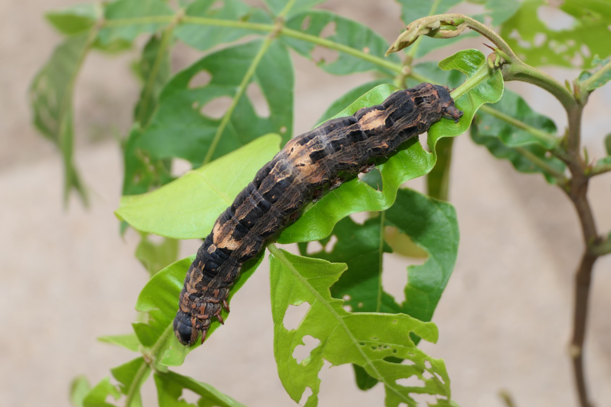 Ascalapha odorata — “Black witch moth” — “Mariposa bruxa” | Welcome, visitor!