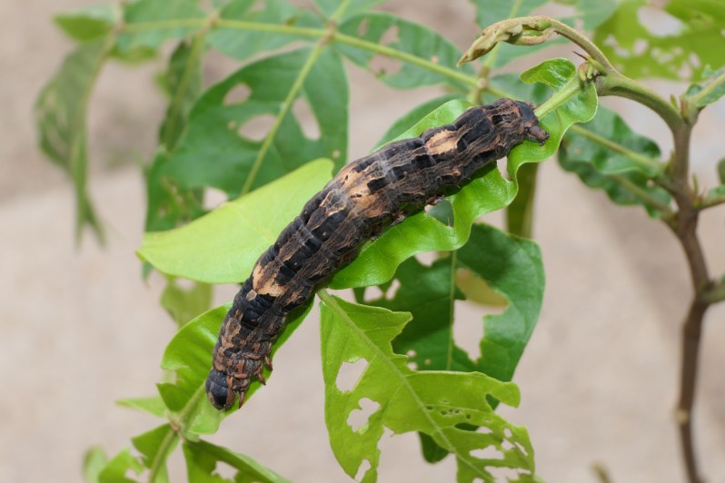 Ascalapha odorata — “Black witch moth” — “Mariposa bruxa” | Welcome ...