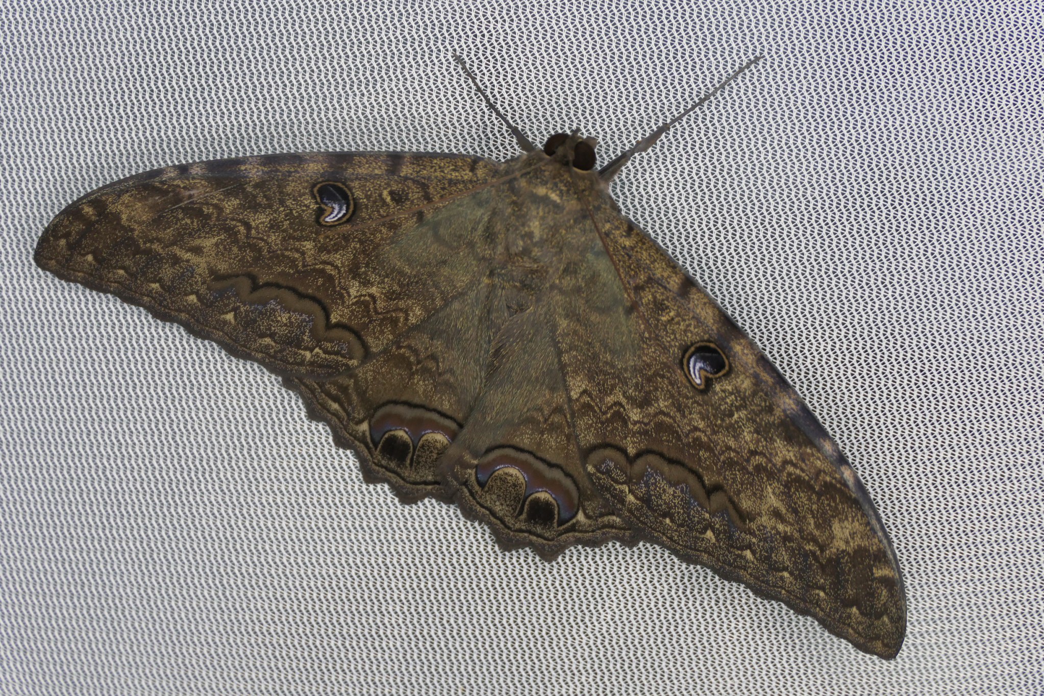 Ascalapha odorata — “Black witch moth” — “Mariposa bruxa” | Welcome, visitor!