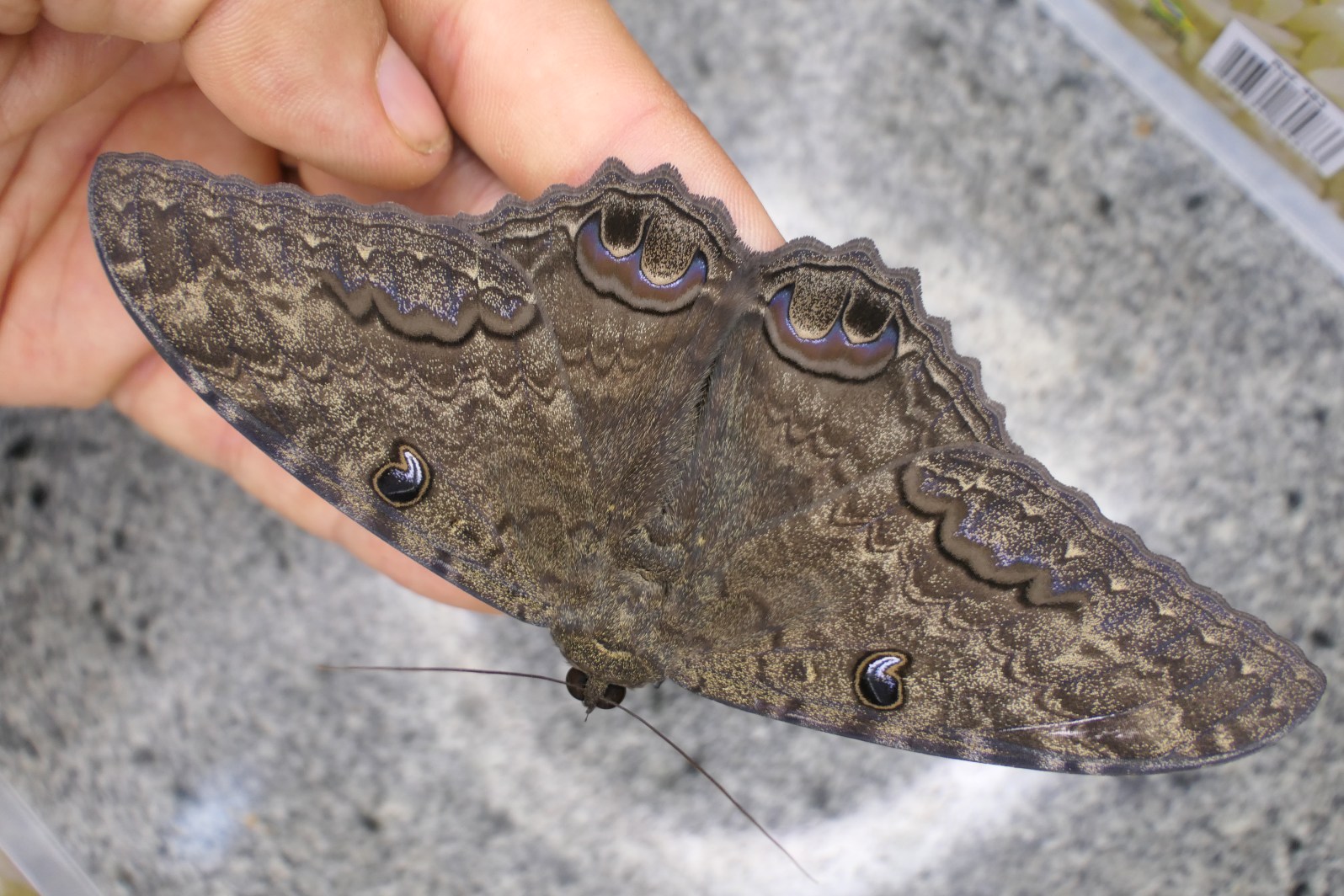Ascalapha odorata — “Black witch moth” — “Mariposa bruxa” | Welcome ...