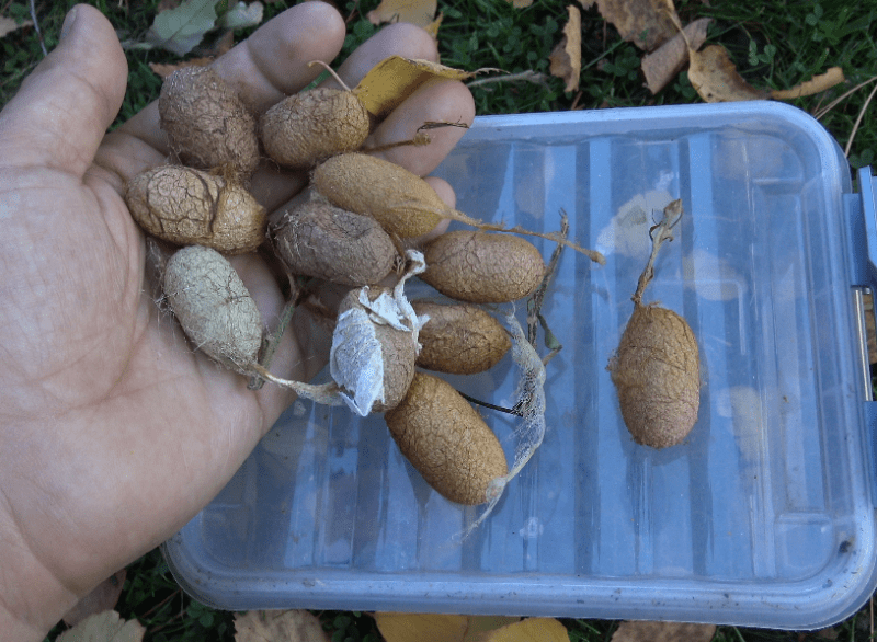 Antheraea montezuma — ‘Montezuma Emperor ‘ | Welcome, visitor!