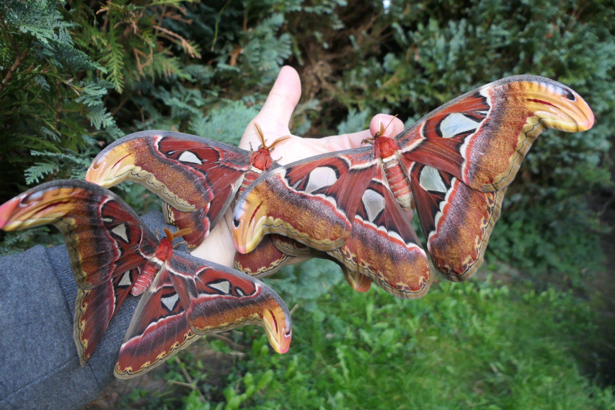 Attacus atlas — “Atlas moth” | Welcome, visitor!