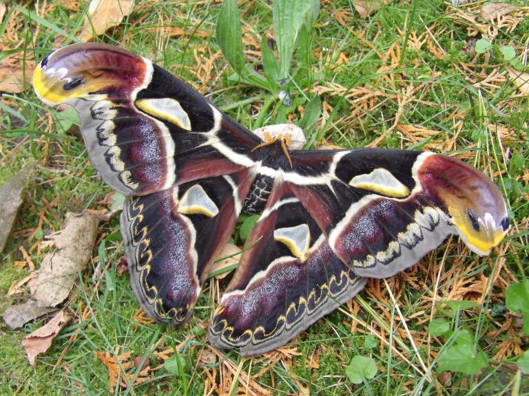 Archaeoattacus malayanus — “Ancient Malay Atlas Moth” | Welcome, visitor!