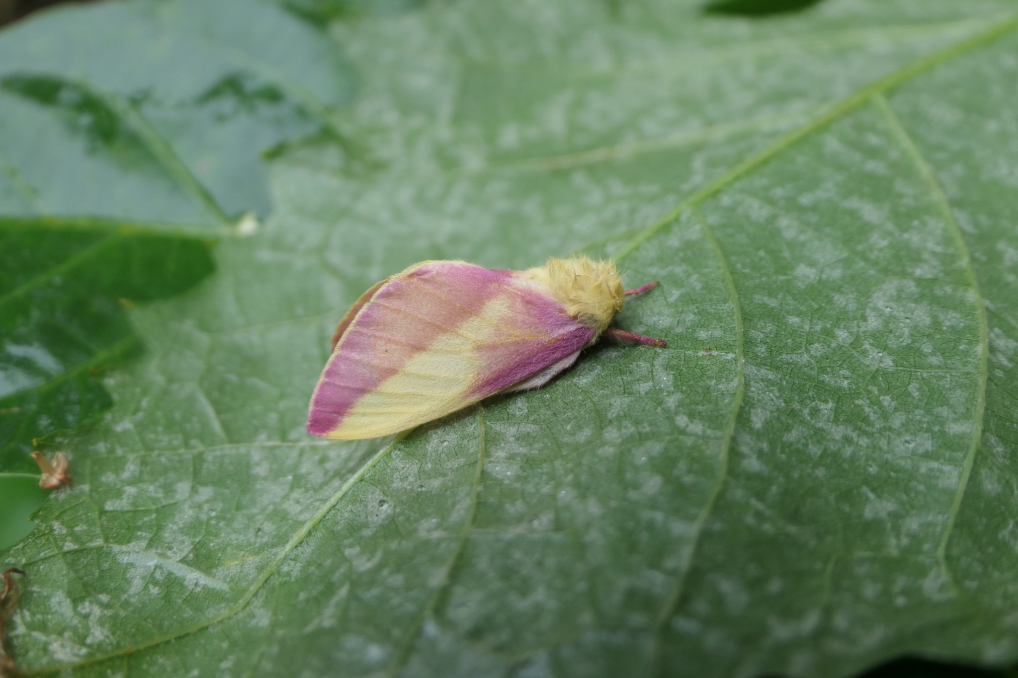 Dryocampa rubicunda — “Rosy maple moth” | Welcome, visitor!