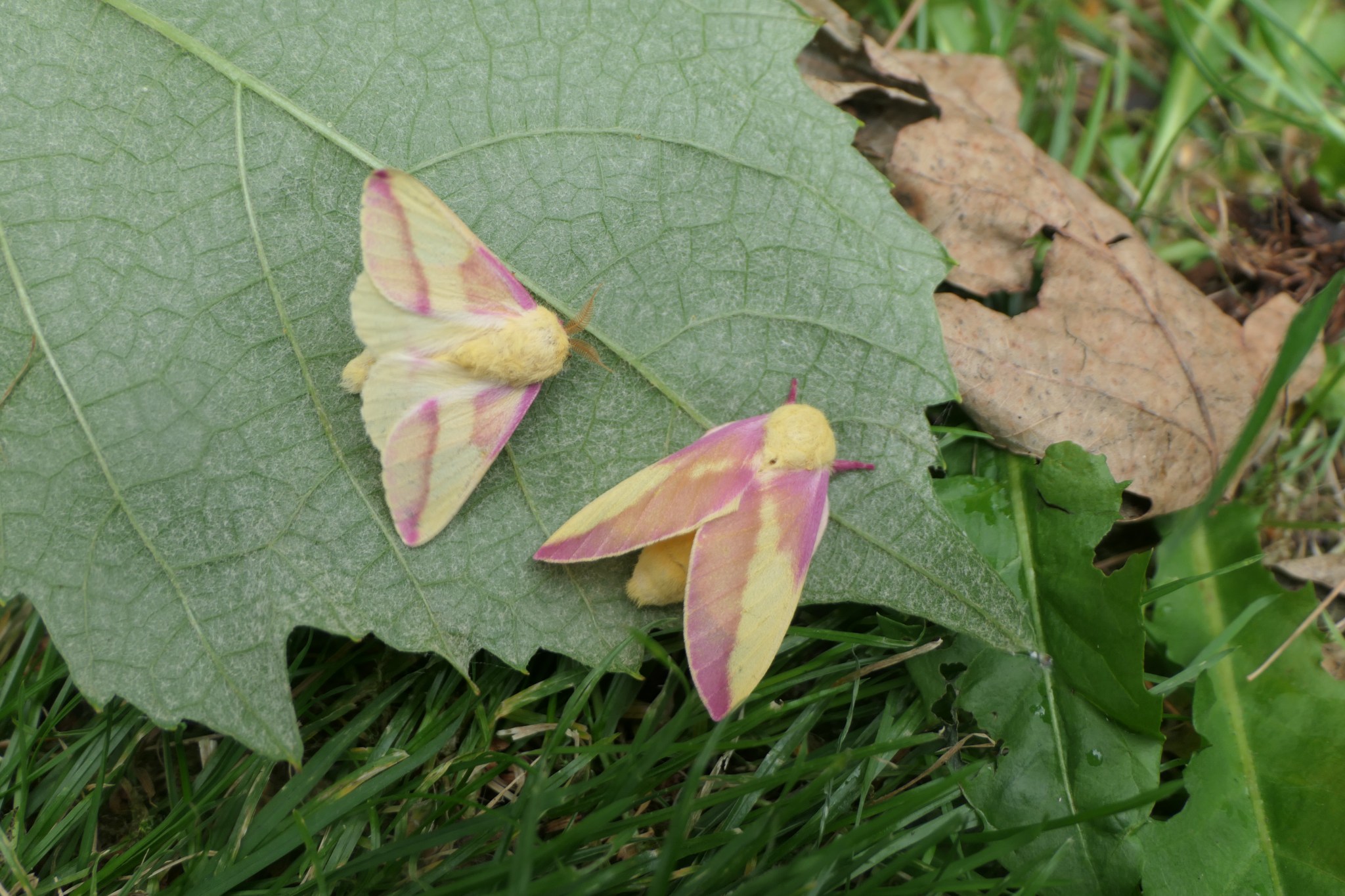 Dryocampa rubicunda — “Rosy maple moth” | Welcome, visitor!
