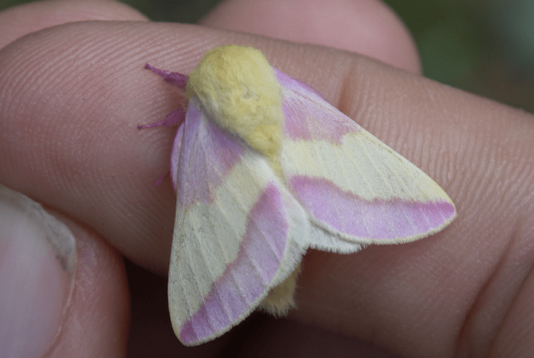 Dryocampa rubicunda — “Rosy maple moth” | Welcome, visitor!