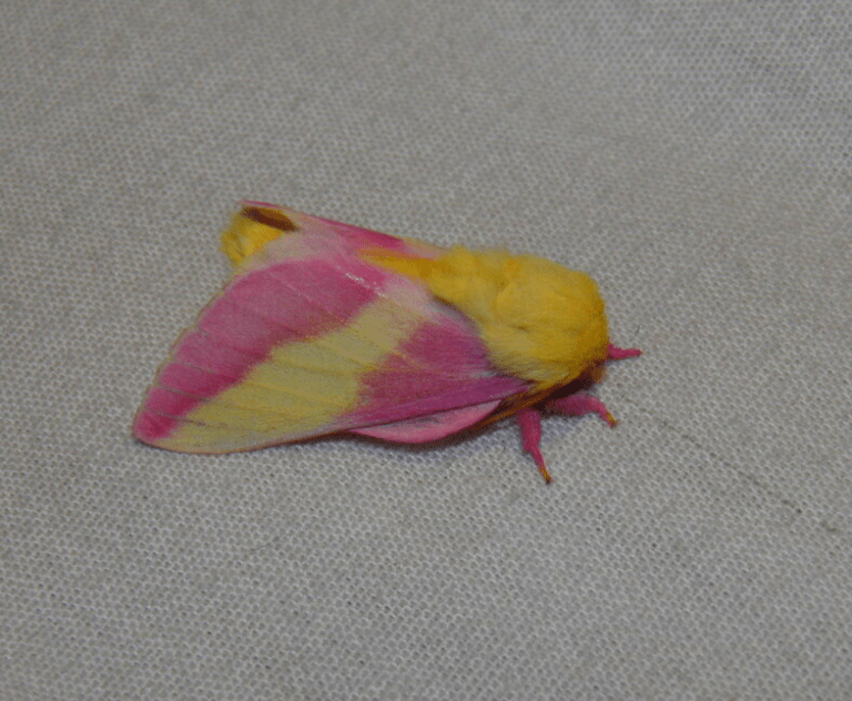 Dryocampa rubicunda — “Rosy maple moth” | Welcome, visitor!