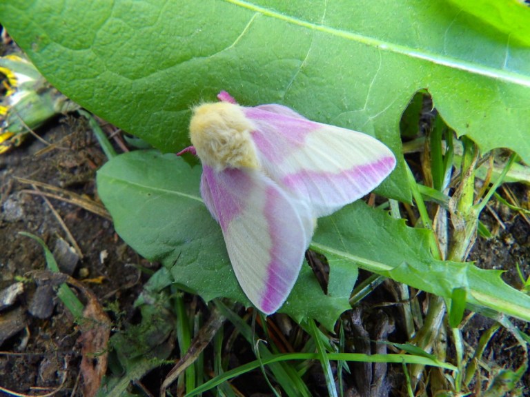 Dryocampa rubicunda — “Rosy maple moth” | Welcome, visitor!