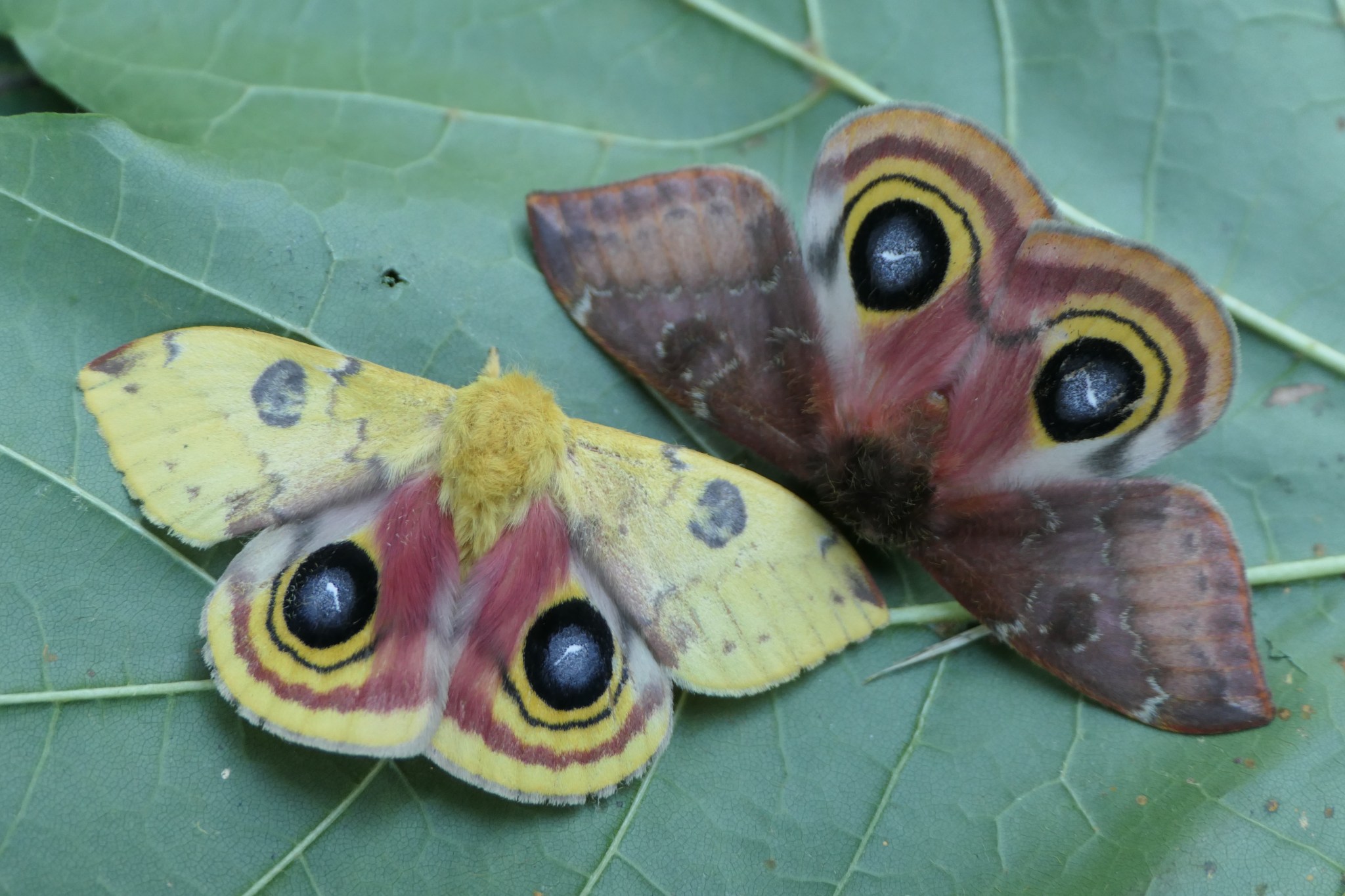 Automeris io — “Io moth” | Welcome, visitor!